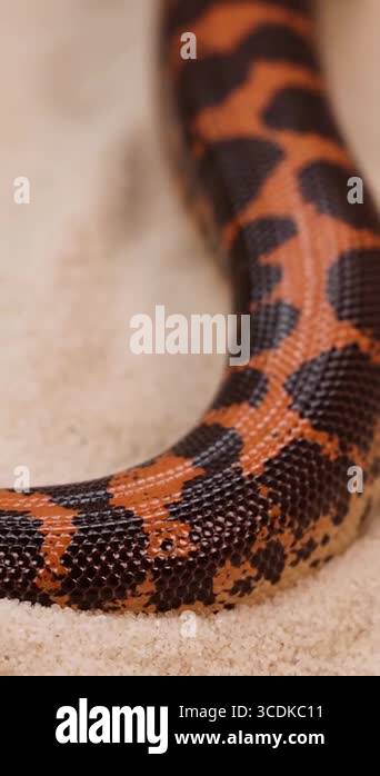 A Kenyan Sand Boa moves gracefully across sand, showcasing its ...