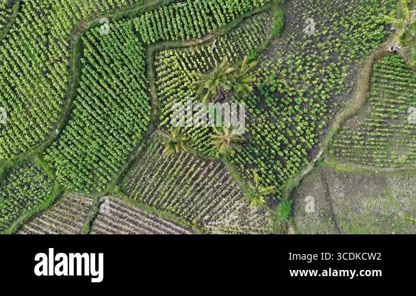 Aerial view of Field of green crops with palm trees in the background ...