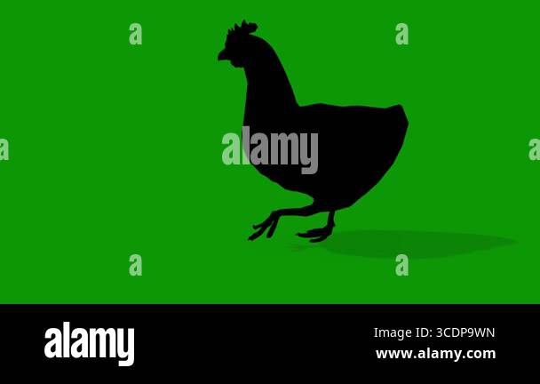Black Silhouette Chicken on Green Screen-Walking Animation Left Side ...