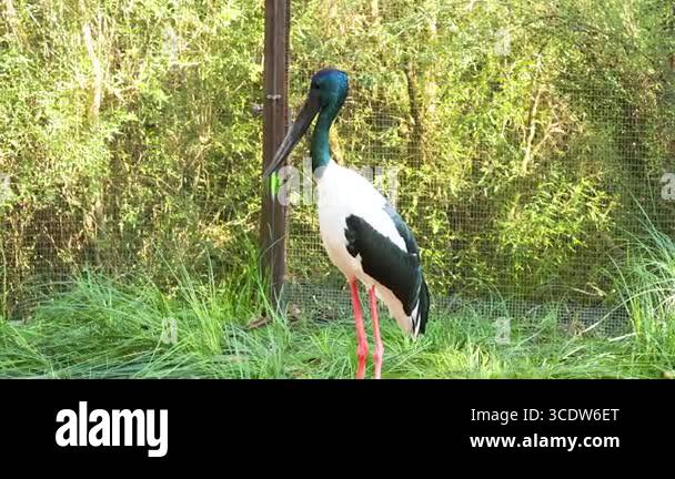 Stork standing in a grassy zoo enclosure Stock Video Footage - Alamy