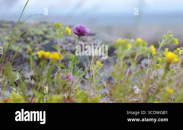 Pink Sea Thrift flowers blooming on coastal rocks in the Finnish ...