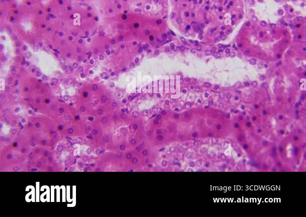 High-magnification (400x) microscope video of cuboidal epithelium and ...