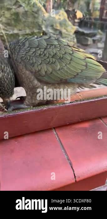 Vibrant green-feathered bird is engaging with a hand offering food ...