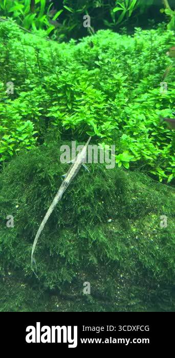Slender fish swims effortlessly above vibrant green plants ...