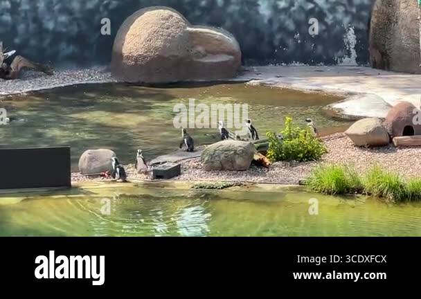 Penguins are seen near a tranquil pond with smooth stones and greenery ...