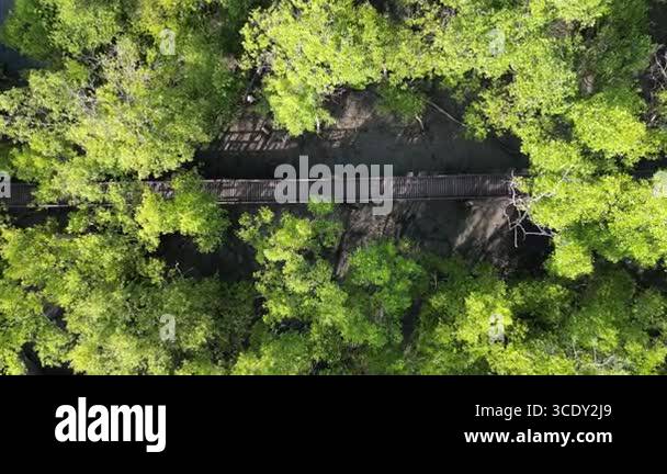Wooden bridge surrounded trees Stock Videos & Footage - HD and 4K Video ...