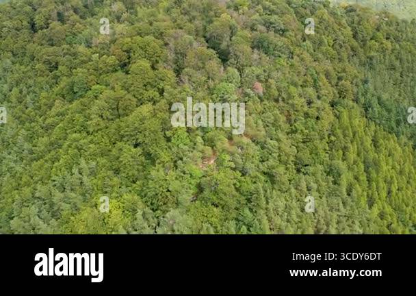 Stunning Close-Up Aerial Shot of a Lush Green Forest Canopy, with the ...