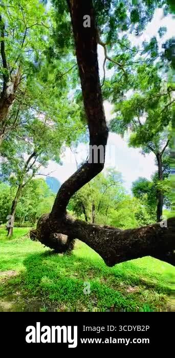 A rain tree arches dramatically in a lush, sunlit garden. Its thick ...