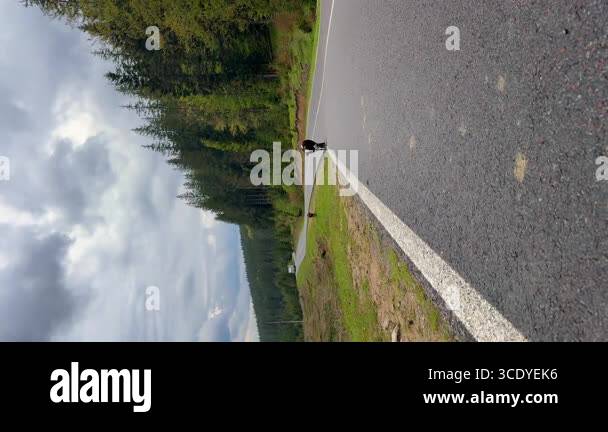 vertical video In this tranquil scene, a dog walks along an empty ...