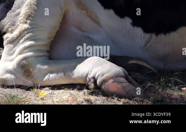 This captivating close-up showcases a resting cows leg and hoof on the ...