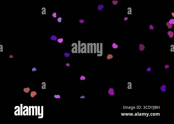 valentine's day hearts falling animation on black background for ...