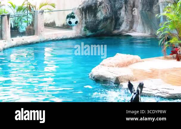 Sea lion performs tricks with a ball Stock Video Footage - Alamy