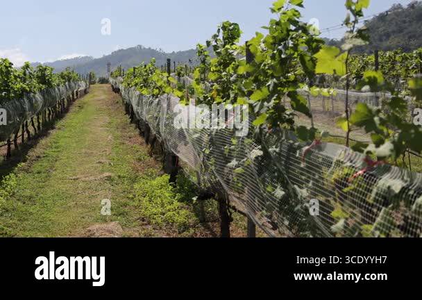 Vineyard netting Stock Videos & Footage - HD and 4K Video Clips - Alamy