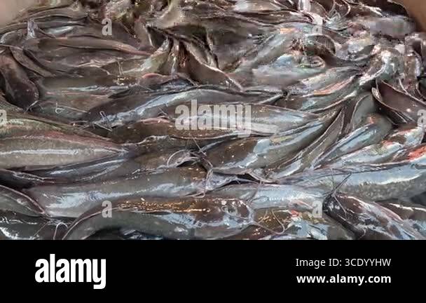 Hands sorting through a mass of wriggling catfish Stock Video Footage ...
