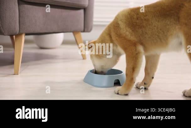 Cute Shiba Inu puppy eating dog food from feeding bowl on floor at home ...