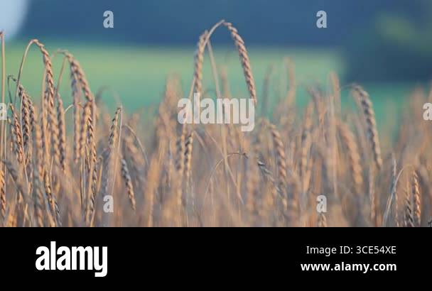 Wheat in switzerland Stock Videos & Footage - HD and 4K Video Clips - Alamy