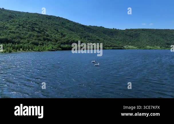 Aquatic Serenity: Dynamic Drone View of Pelicans on Dam Lake with ...