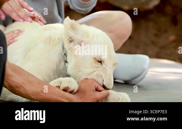 Gentle interaction with a playful lion cub Stock Video Footage - Alamy