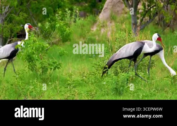 beautiful white birds in the nature Stock Video Footage - Alamy
