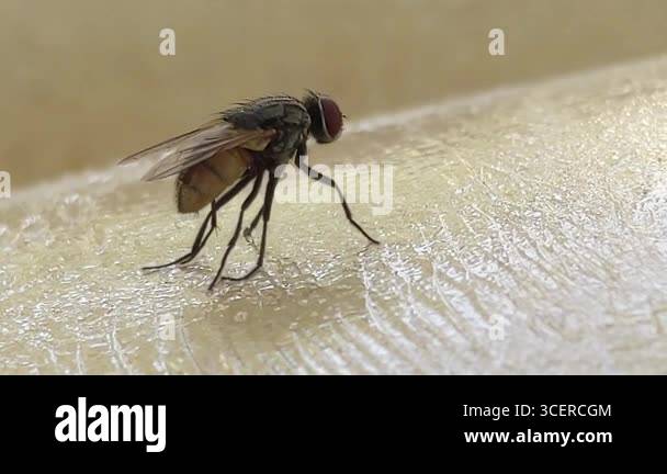 Tiny fly trap Stock Videos & Footage - HD and 4K Video Clips - Alamy