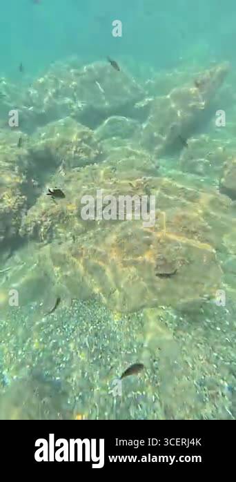 Animals, fish, sea creatures in turquoise water of Mediterranean Sea ...