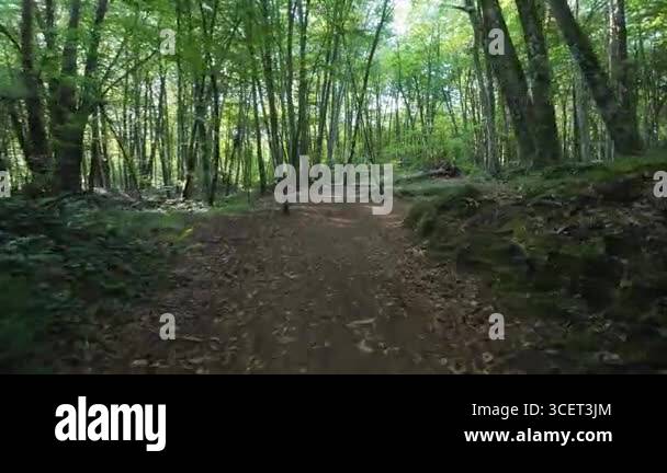 Light illuminating path in beech forest in La Garrotxa, Spain Stock ...