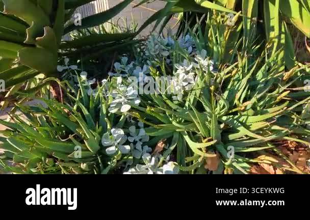 Lush succulents and grass in a garden setting Stock Video Footage - Alamy