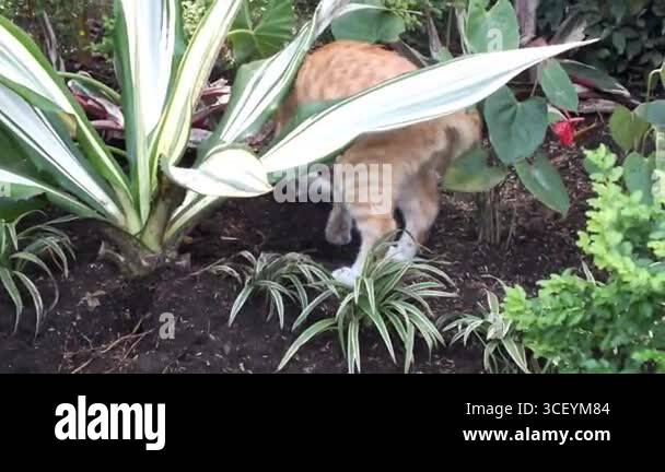 Adorable cute Fluffy Stray Cat digging a soil for defecating in the ...