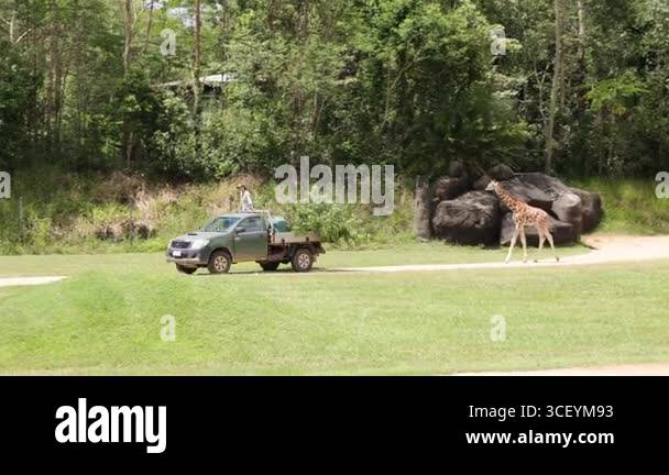 Giraffe eats leaves from bed of pickup truck Stock Video Footage - Alamy