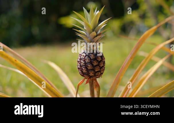 This is a closeup image of a young pineapple fruit set in a lush and ...