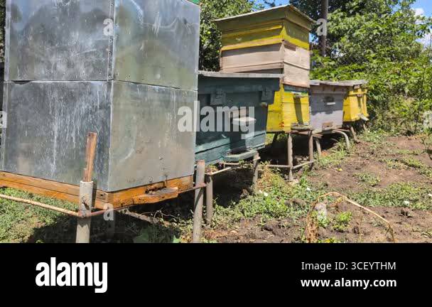 Brightly colored beehives stand firmly in a sunlit field, showcasing ...