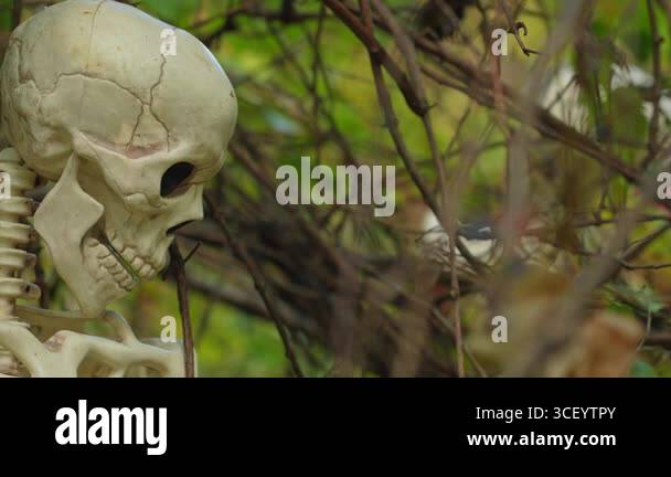 Skeleton attached to the bush tree branches and leaves moves in the ...