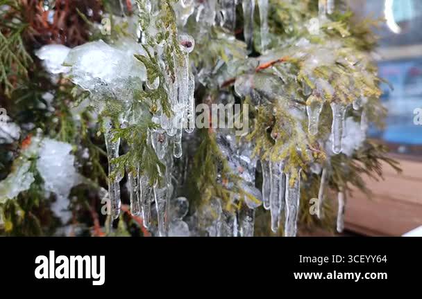 Icicles on branches of tree close-up. Drops of water drip from long ...