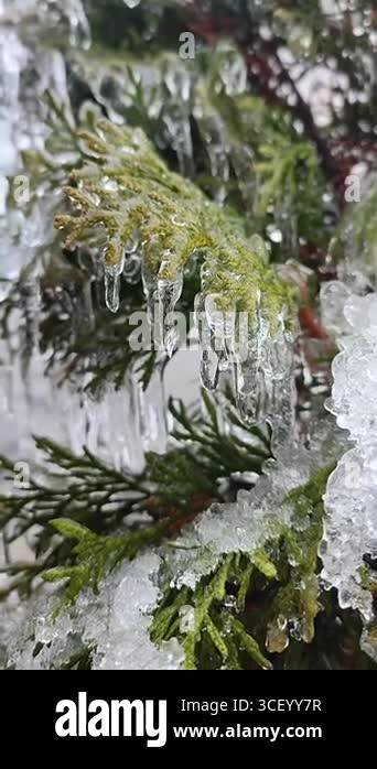 Icicles on evergreen branches close-up. Drops of water drip from long ...