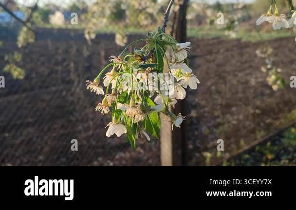 Frosts. White blossoming cherry flowers fallen by frost on a tree on a ...