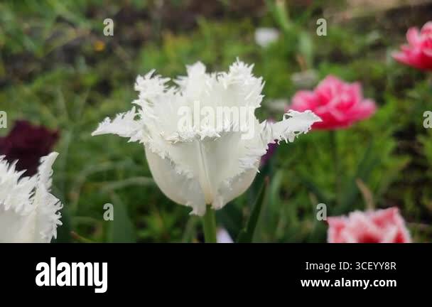 Tulip. Beautiful blooming tulip flower. Blooming tulip flower with ...