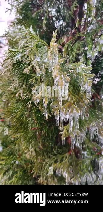 Icicles on evergreen branches close-up. Drops of water drip from long ...