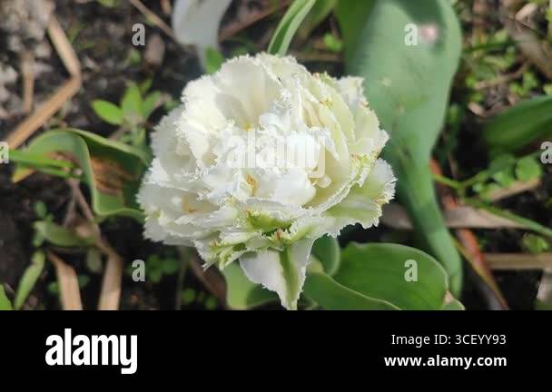 Tulip. Beautiful blooming tulip flower. Blooming tulip flower with ...
