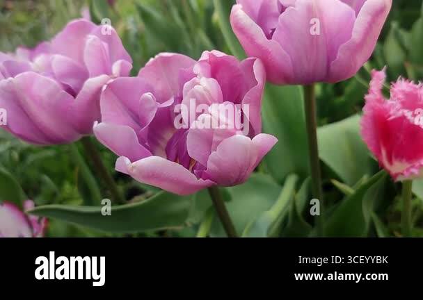 Tulip. Beautiful blooming tulip flower. Blooming tulip flower with ...
