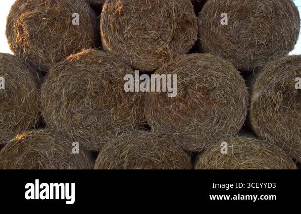 Large round bales of hay. Many large round stacks of straw. Top view ...