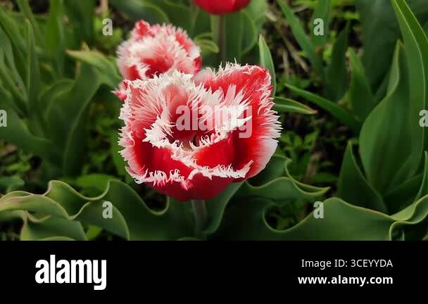 Tulip. Beautiful blooming tulip flower. Blooming tulip flower with red ...