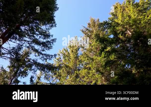 Tall evergreen trees frame a vibrant blue sky, creating a serene and ...