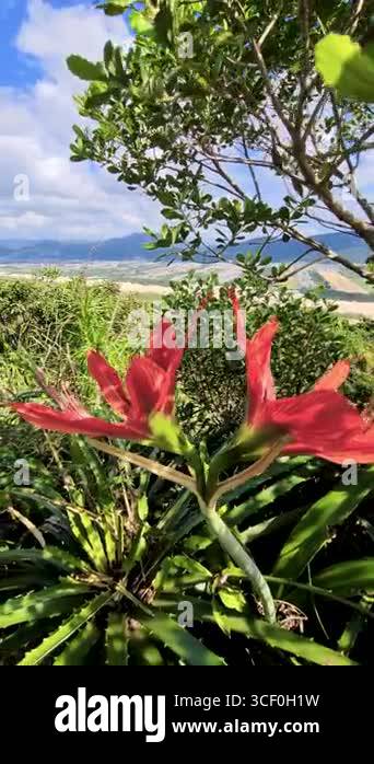 Beautiful rare red flower on the peak of a mountain in the middle of ...