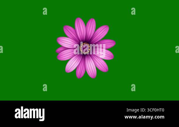 Beautiful Pink Flower Rotation on Green Screen | Floral Animation ...