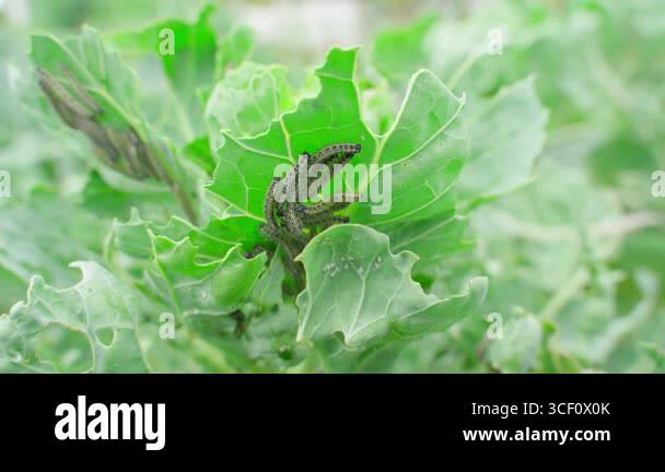 Many caterpillars on a leaf of Brussels sprouts, close-up. Pests eating ...