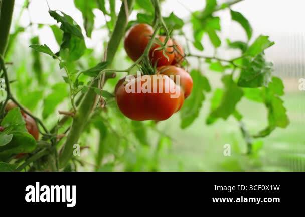 Smooth camera movement around red tomatoes growing in a greenhouse ...