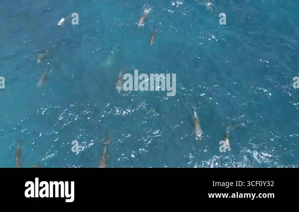 Aerial view of a pod of dolphins swimming together in the deep blue ...