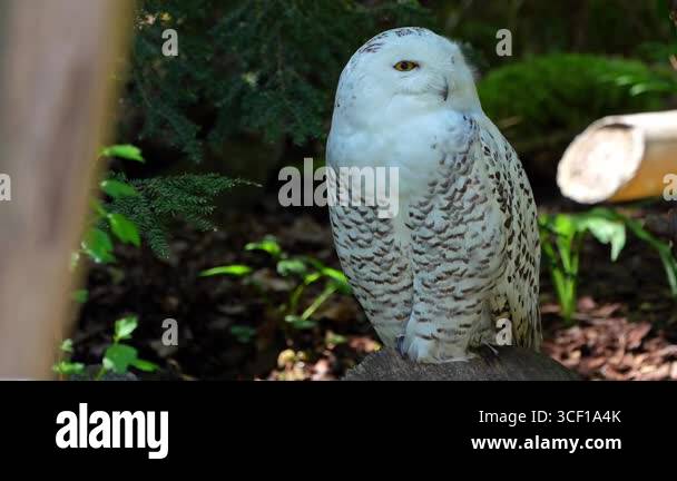 Snowy owl, Bubo scandiacus, bird of the Strigidae family. With a yellow ...