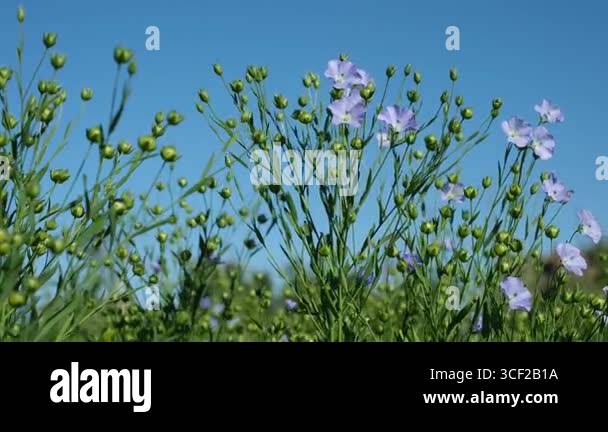 Flax blooming field against a blue sky background. Flowers and formed ...