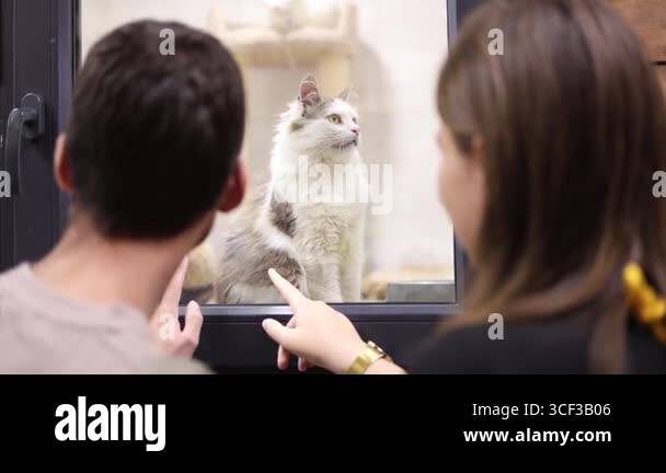 Cat in an animal shelter cage. Couple adopting a cat. Shelter for ...